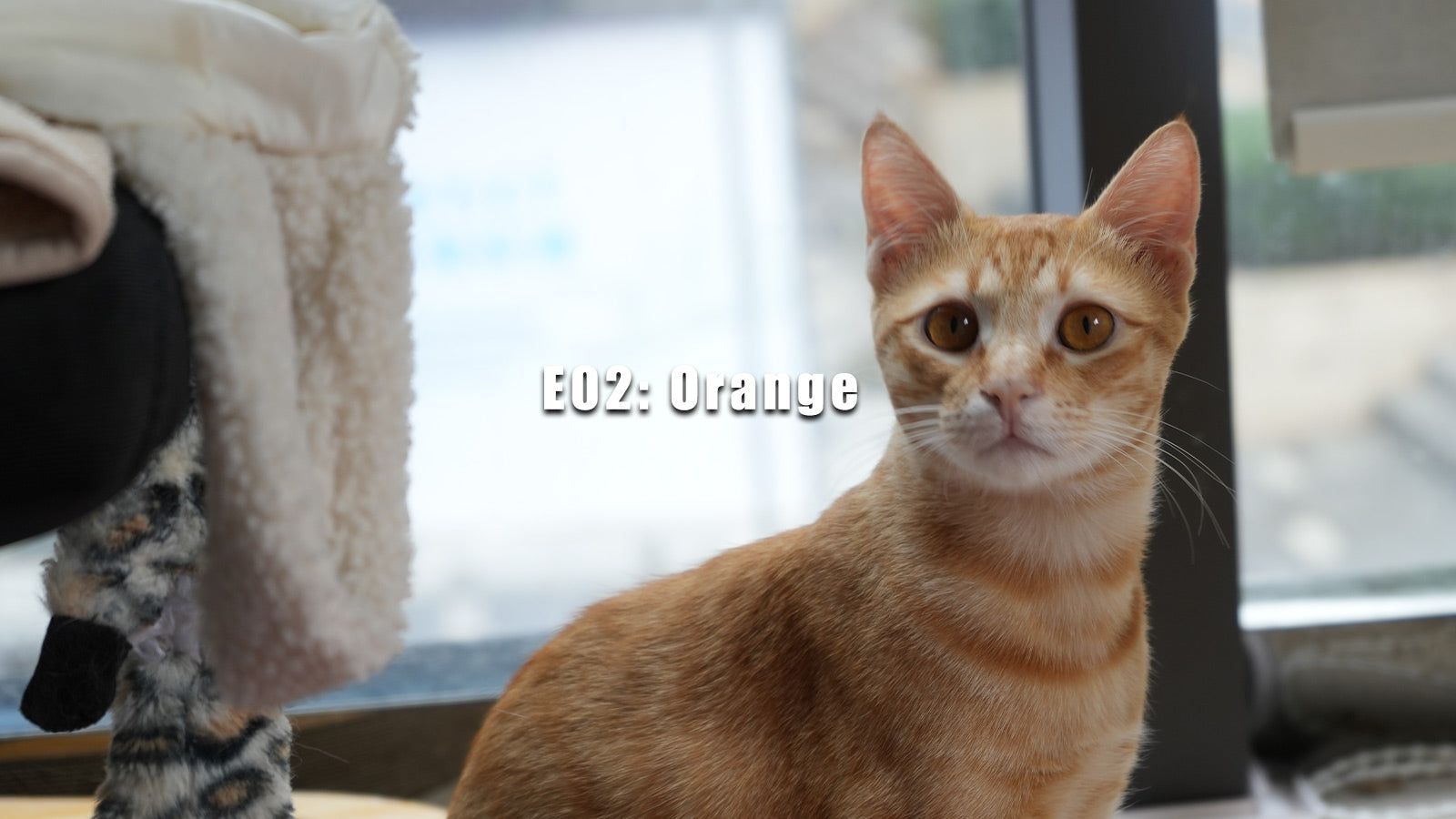 E02: Orange's Quest for a Radiant Chin