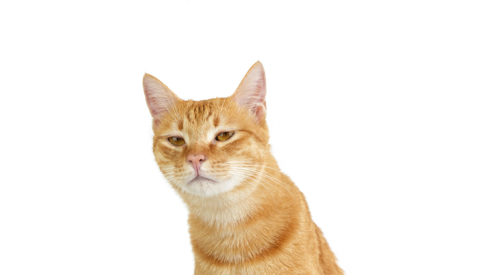 Should You Brush a Cat That Dislikes Being Brushed?