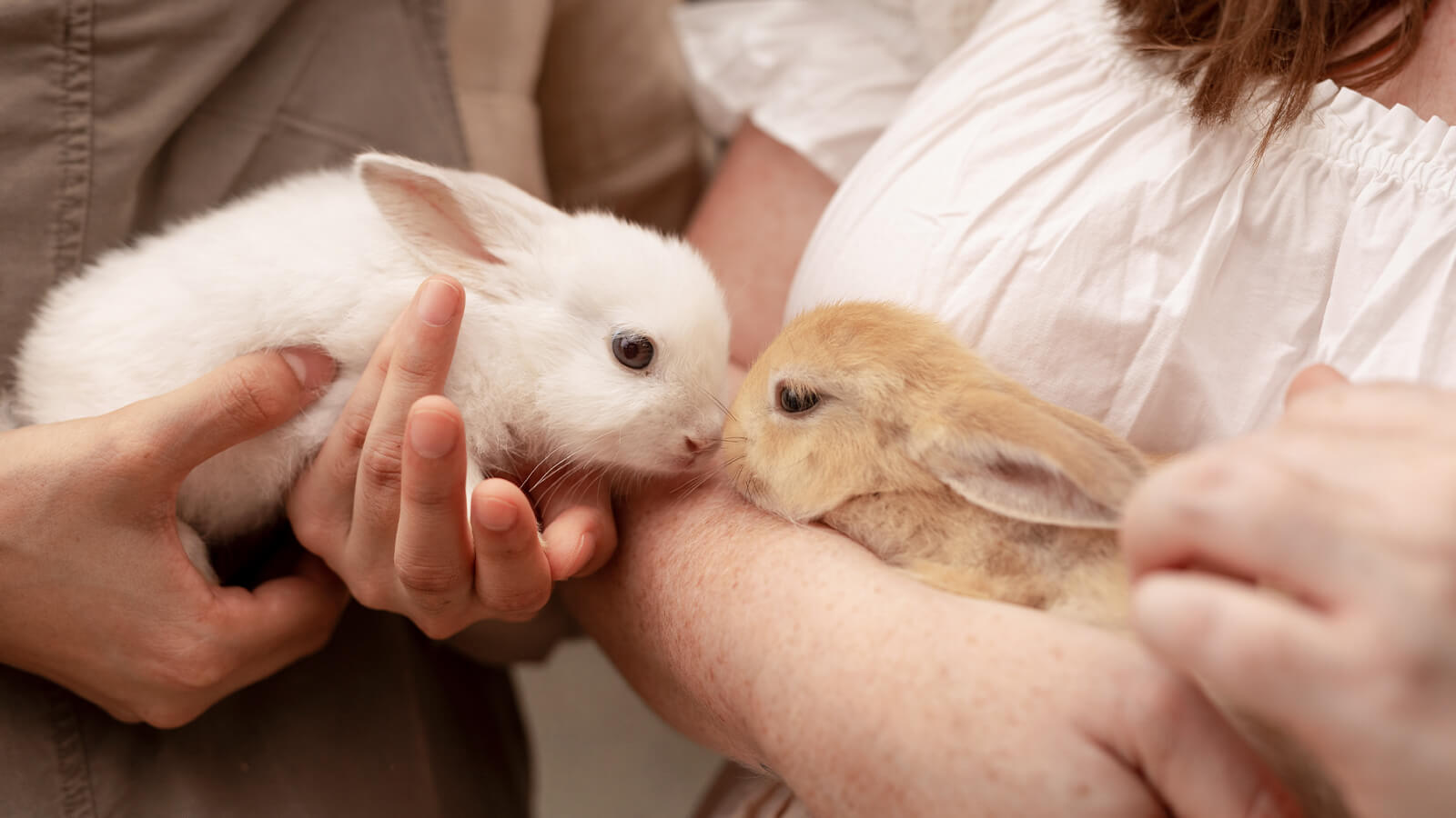 Deshedding Tools for Small Pets: A Guide for Rabbit and Guinea Pig Own