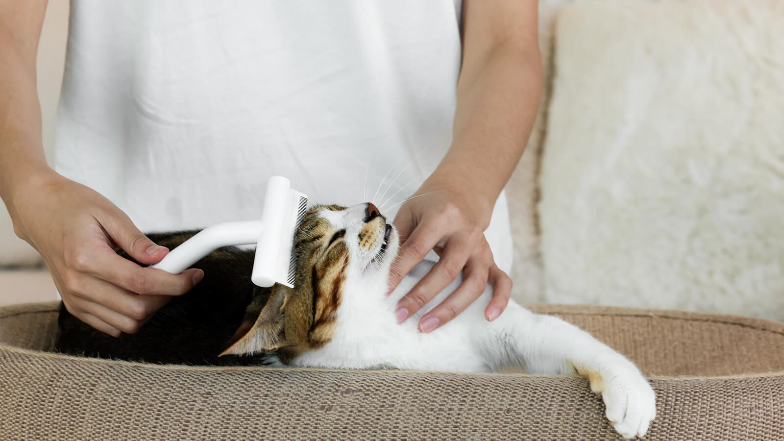 Deshedding Through Diet: How Nutrition Can Reduce Your Pet's Shedding