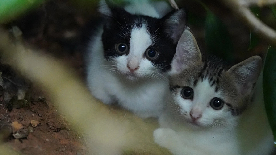 Meeting with Stray Tuxedo Cat Family