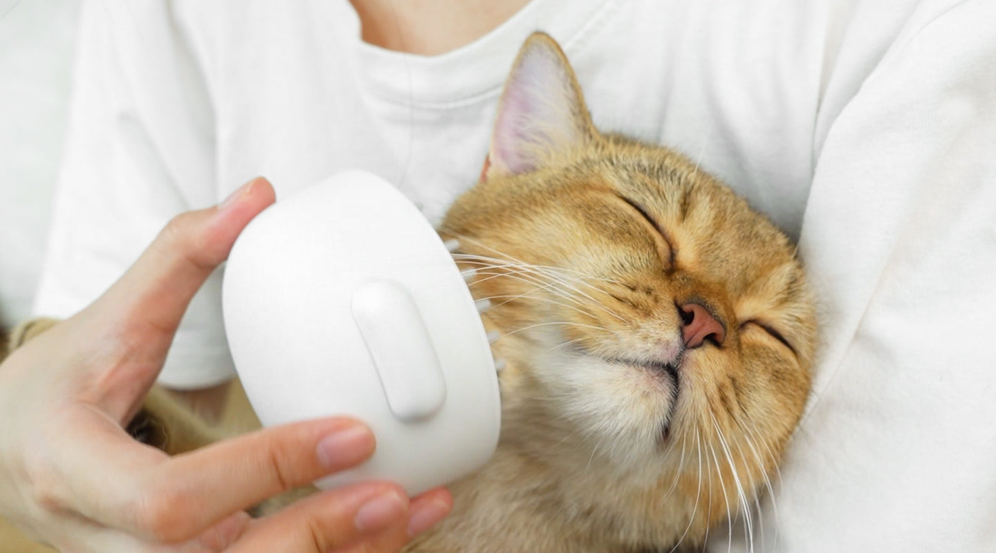 The Purr-fect Pampering: Cat Massage Techniques and Innovative Groomin