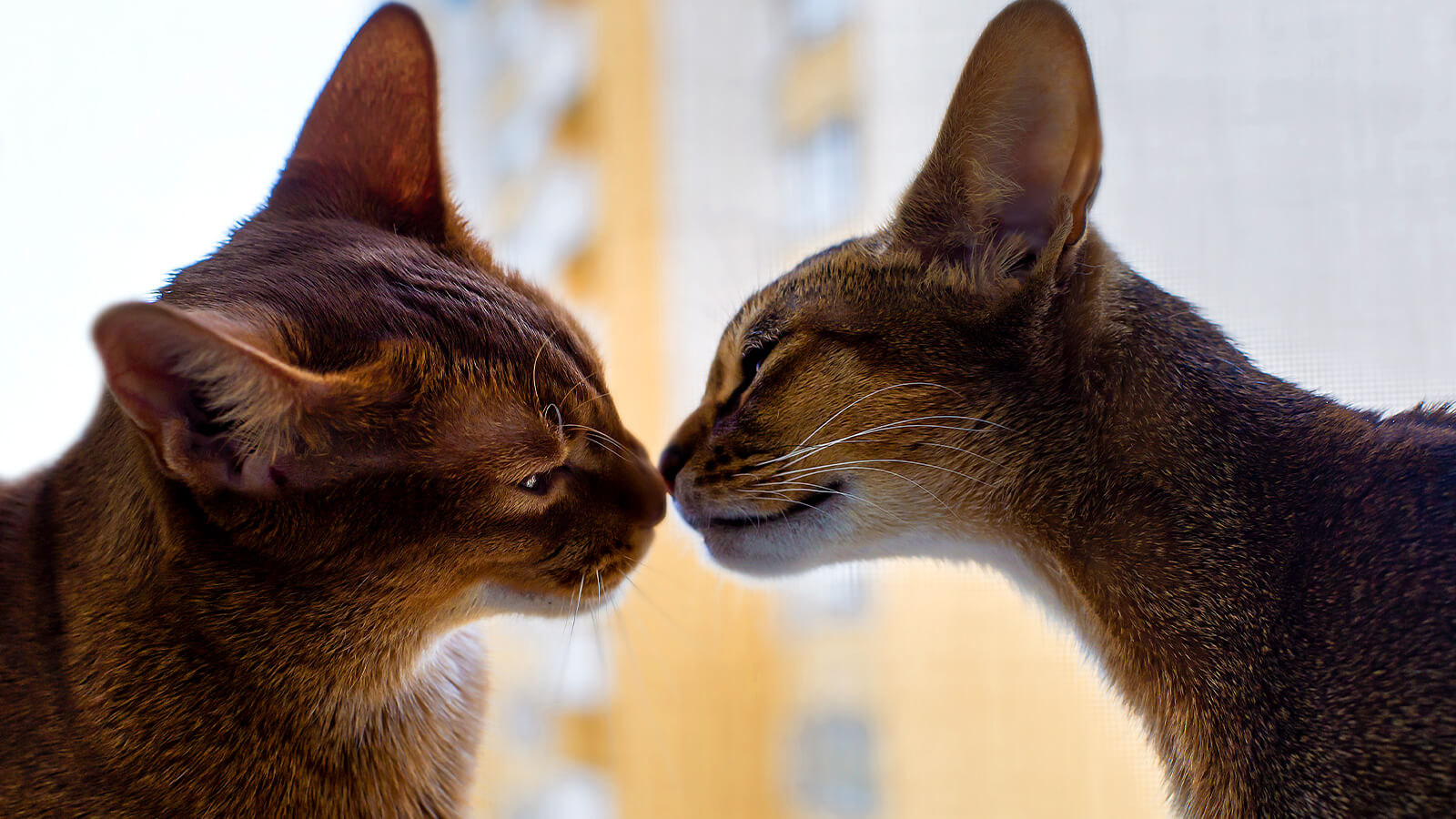 Why Cats Groom Each Other? Fur, Friends and Brushes