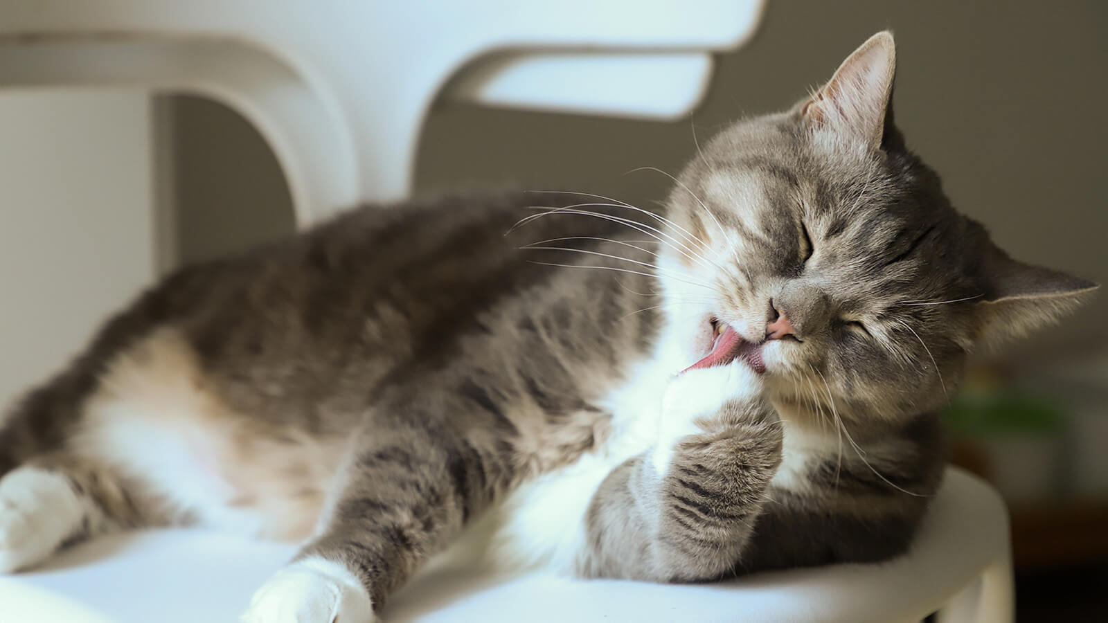 Understanding Your Cat's Peculiar Behaviors: Hair Loss and Hair Lickin