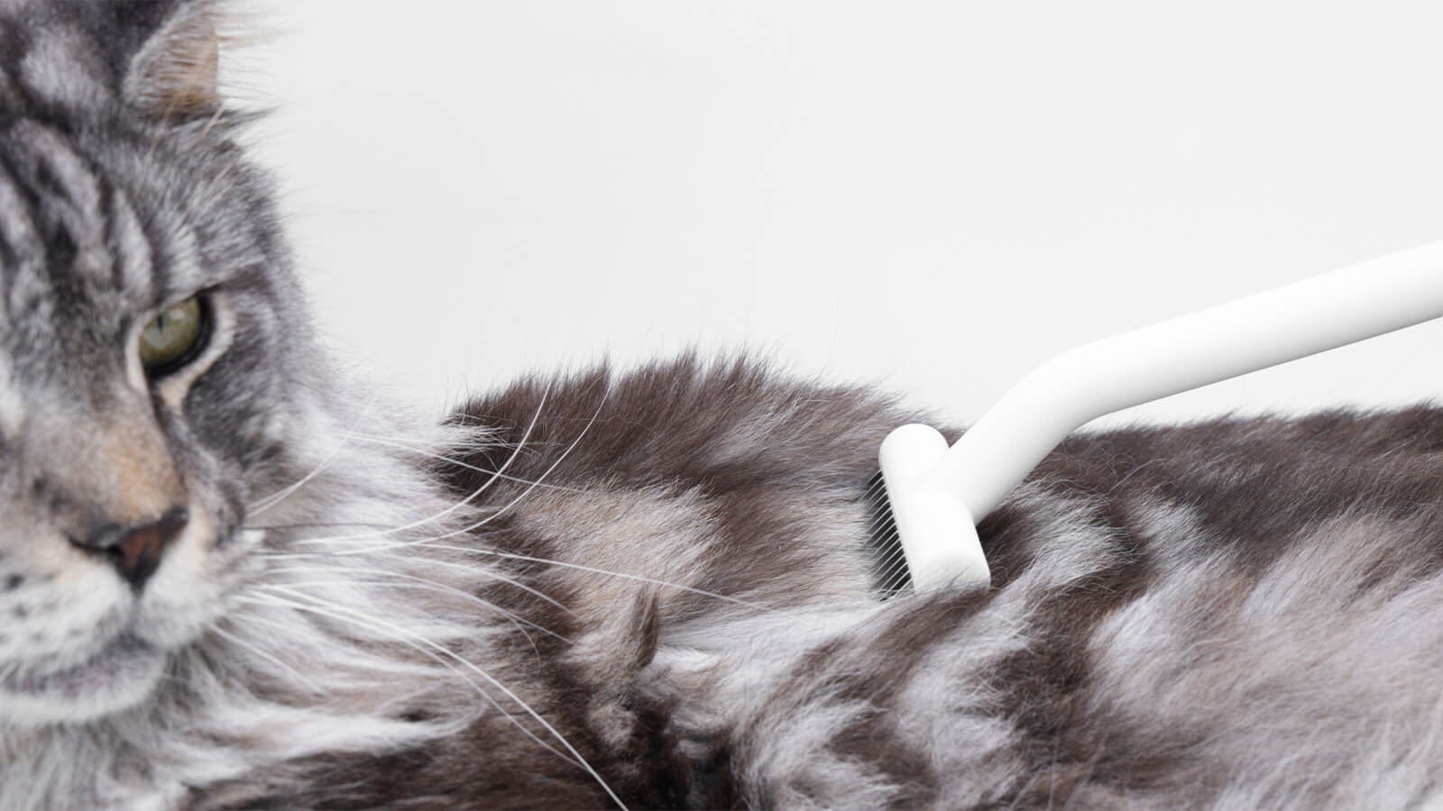 What Is the Difference Between Mat Removal and Regular Grooming?