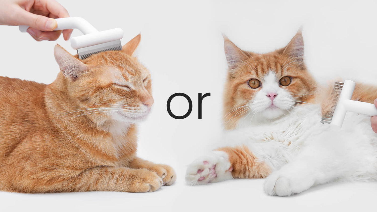 What Are the Differences Between Cat De-matting Tools and De-shedding