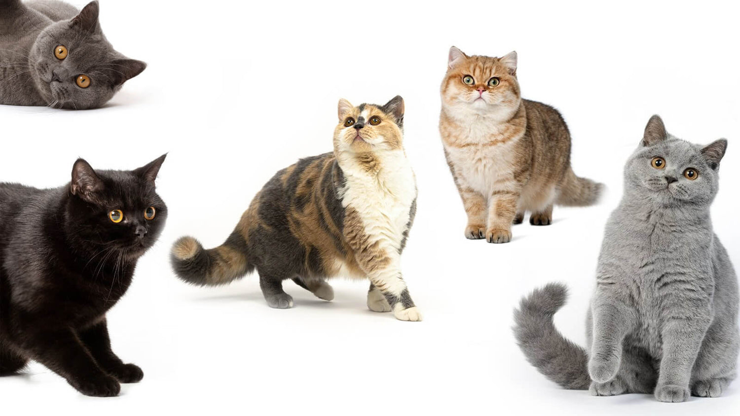 12 British Shorthair Cats Colors and Patterns (With Pictures)