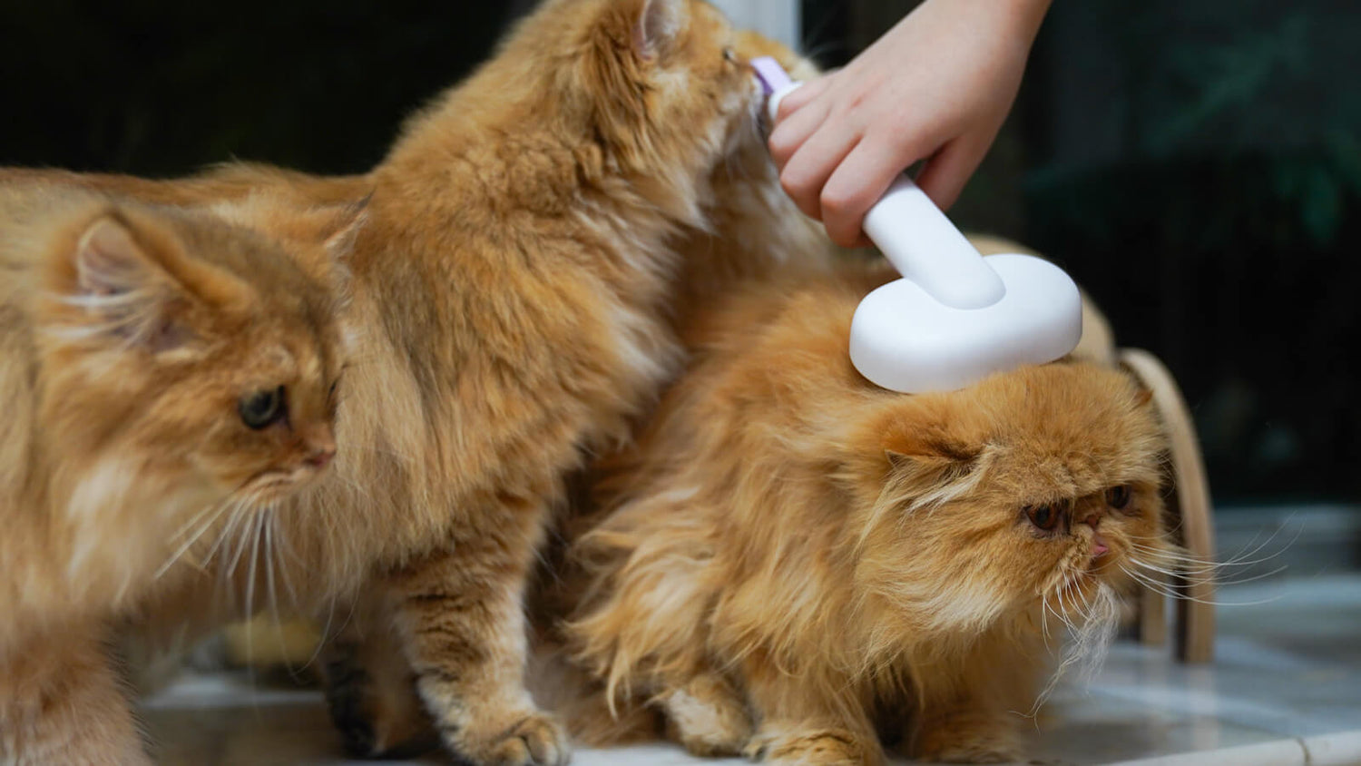 Essential Cat Grooming Supplies: A Comprehensive Kit for Cat Owners