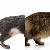 Cat Hair Structure, Types & More