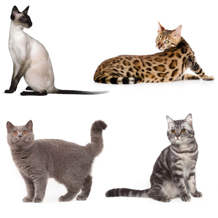 Cat Hair Structure, Types & More